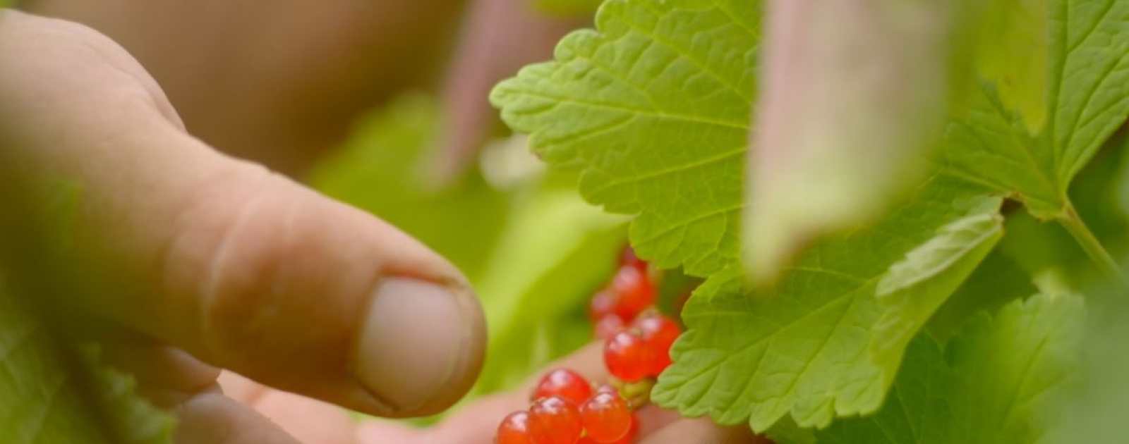 Les petits fruits : cassis et groseilles | école nationale supérieure ...
